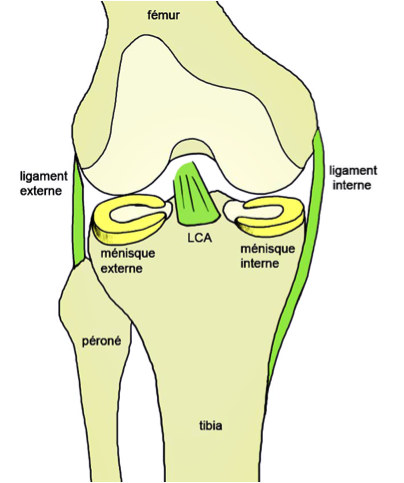 anatomie du genou